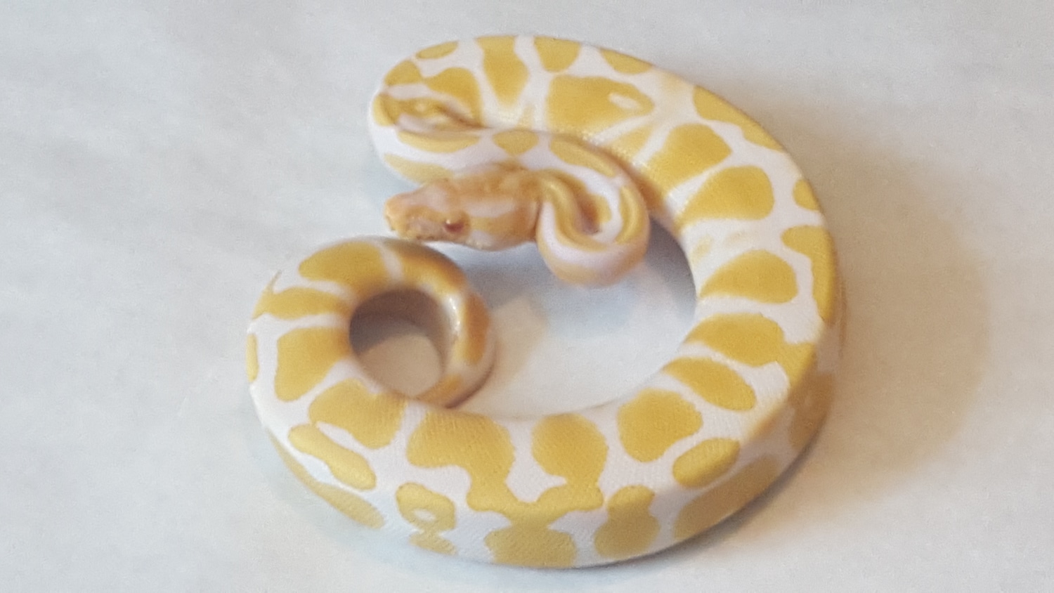 High Contrast Albino Ball Python by Mayo's Morphs - MorphMarket