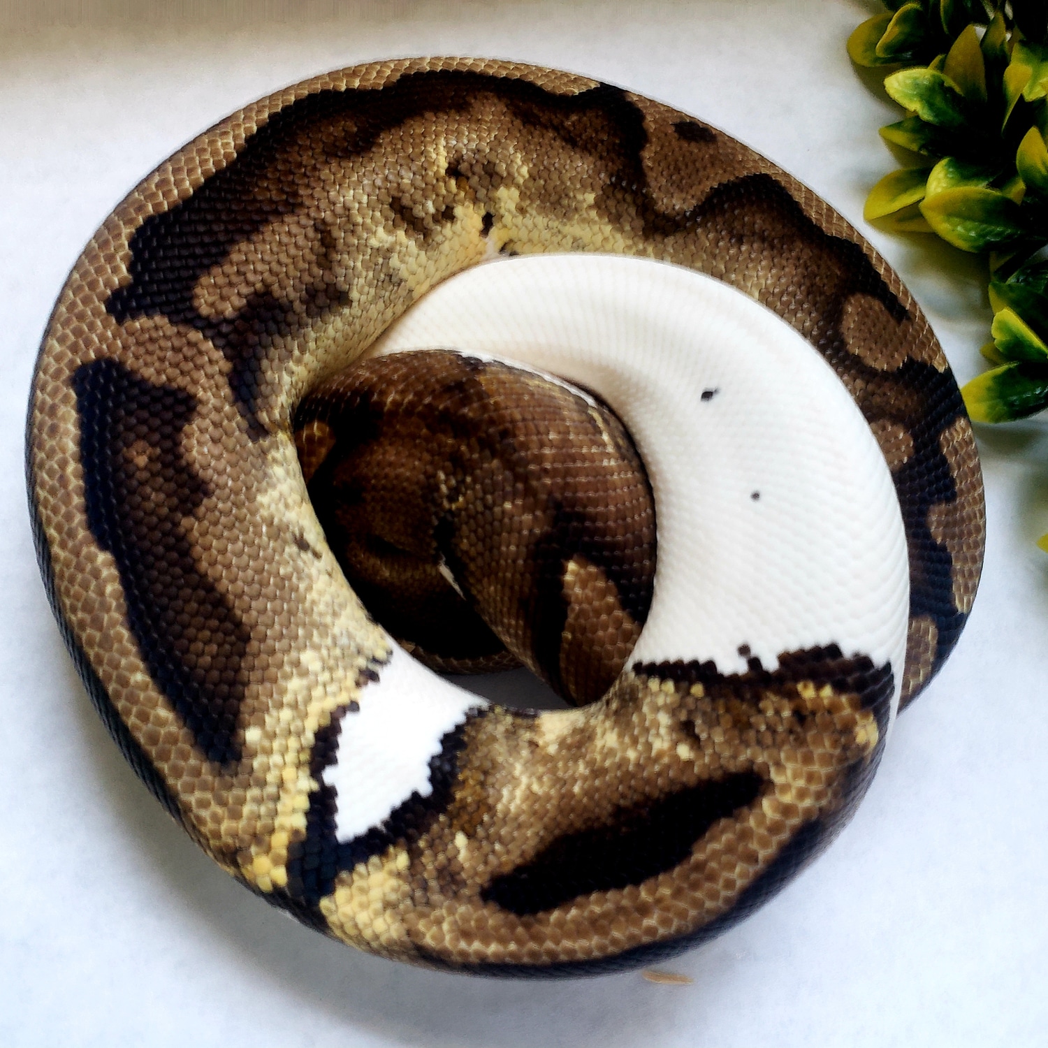 Pied Breeder Male Ball Python by Mayo's Morphs - MorphMarket