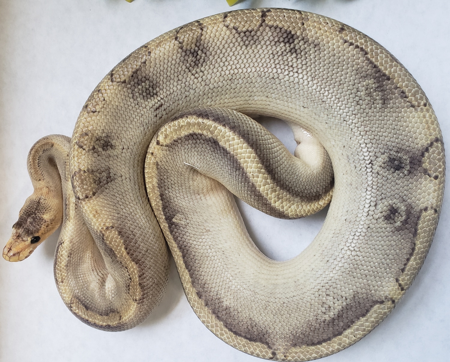 Champagne Enchi Het Pied Breeder Male Ball Python by Mayo's Morphs - MorphMarket