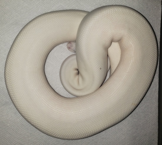 Bamboo Mocha Ball Python by Mayo's Morphs