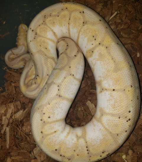 Banana Cinnabee Ball Python by Mayo's Morphs