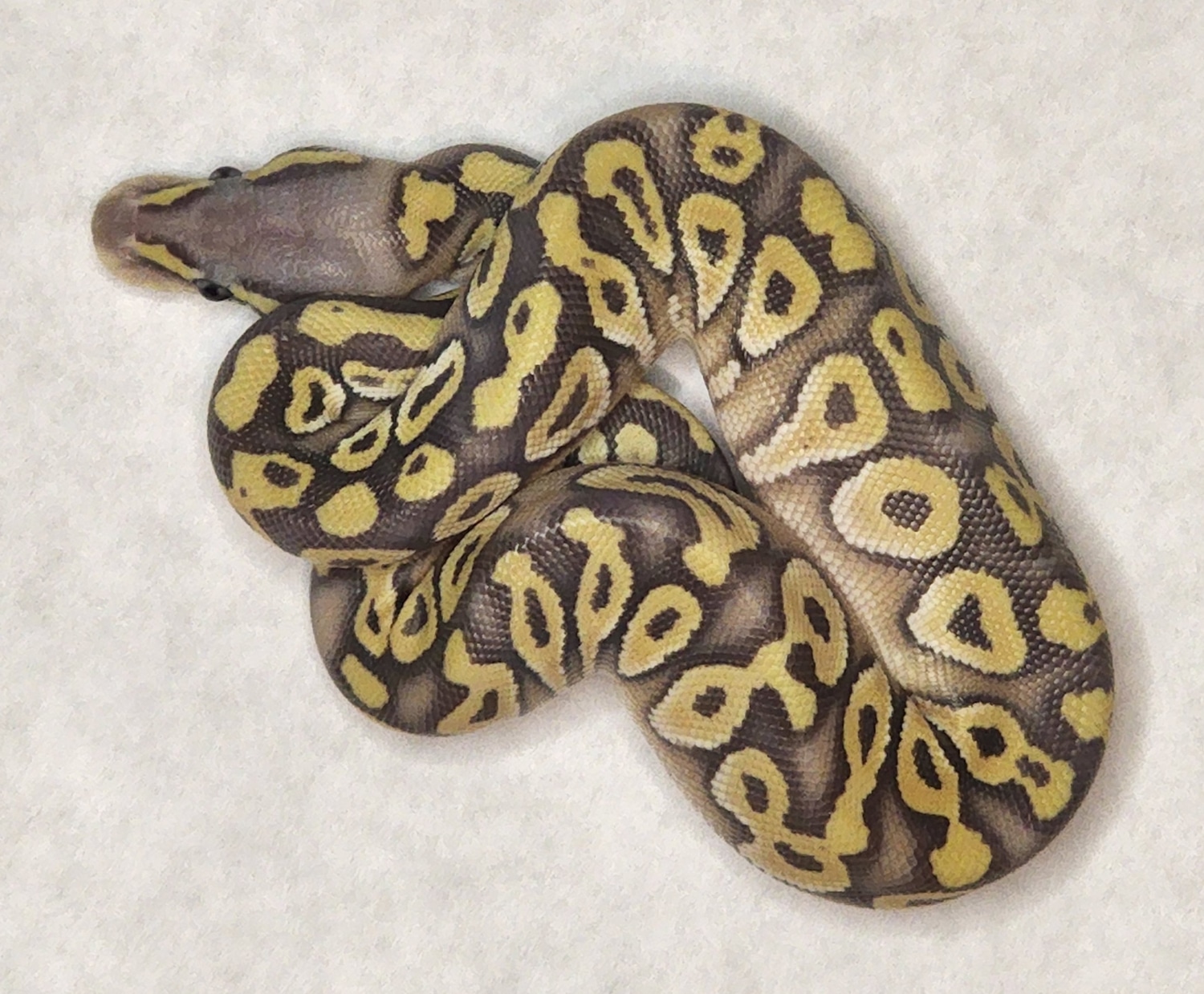 Pastave Ghost Ball Python by Mayo's Morphs - MorphMarket