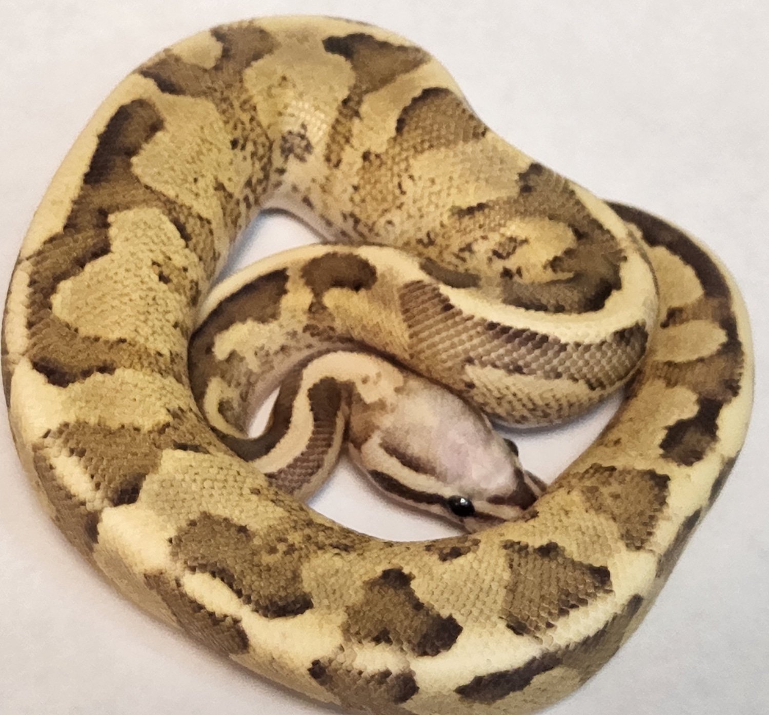 Vanilla Cream Ball Python by Mayo's Morphs - MorphMarket