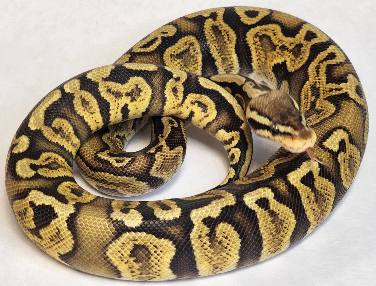 Pastel GHI Ball Python by Mayo's Morphs - MorphMarket