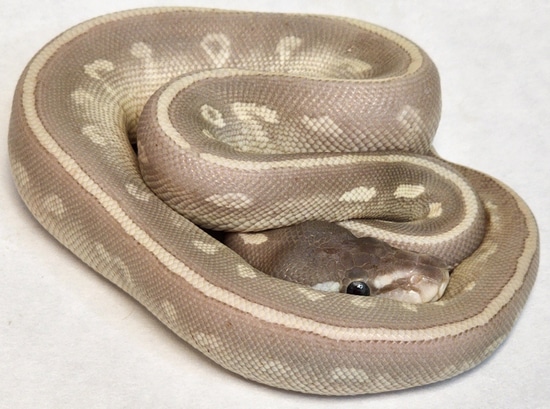 Mystic Potion Ball Python by Mayo's Morphs