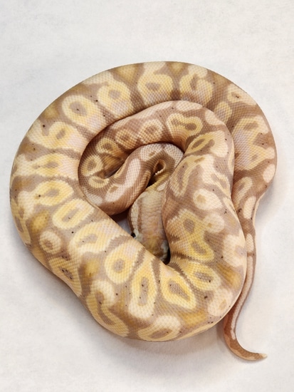 Banana Pastave Ghost Ball Python by Mayo's Morphs