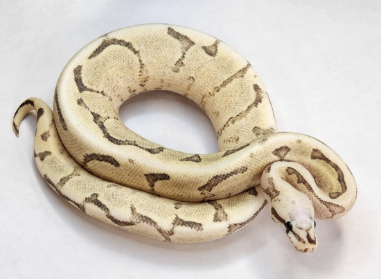 Vanilla Cream Spider Ball Python by Mayo's Morphs