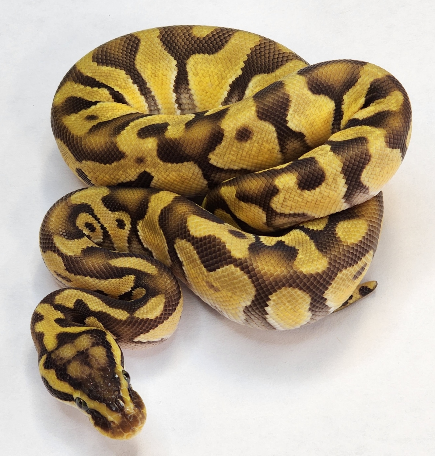 Mystic Enchi Ball Python by Mayo's Morphs - MorphMarket