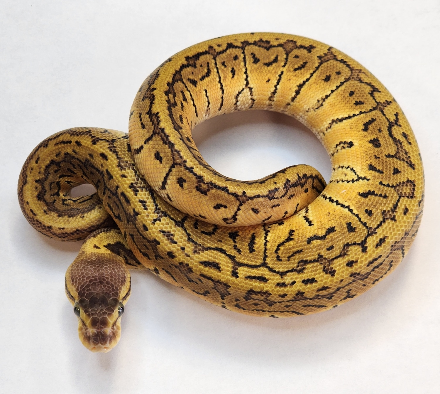 Lemonblast Trick Ball Python by Mayo's Morphs - MorphMarket