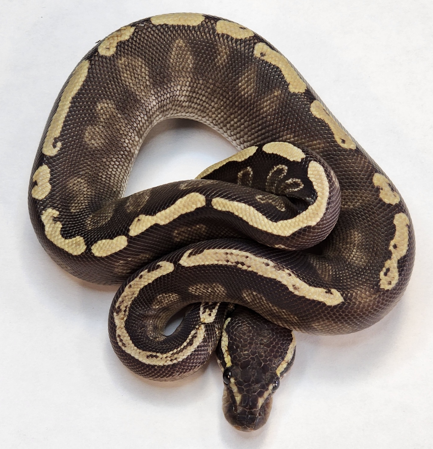 Ghi Mojave Ball Python by Mayo's Morphs - MorphMarket
