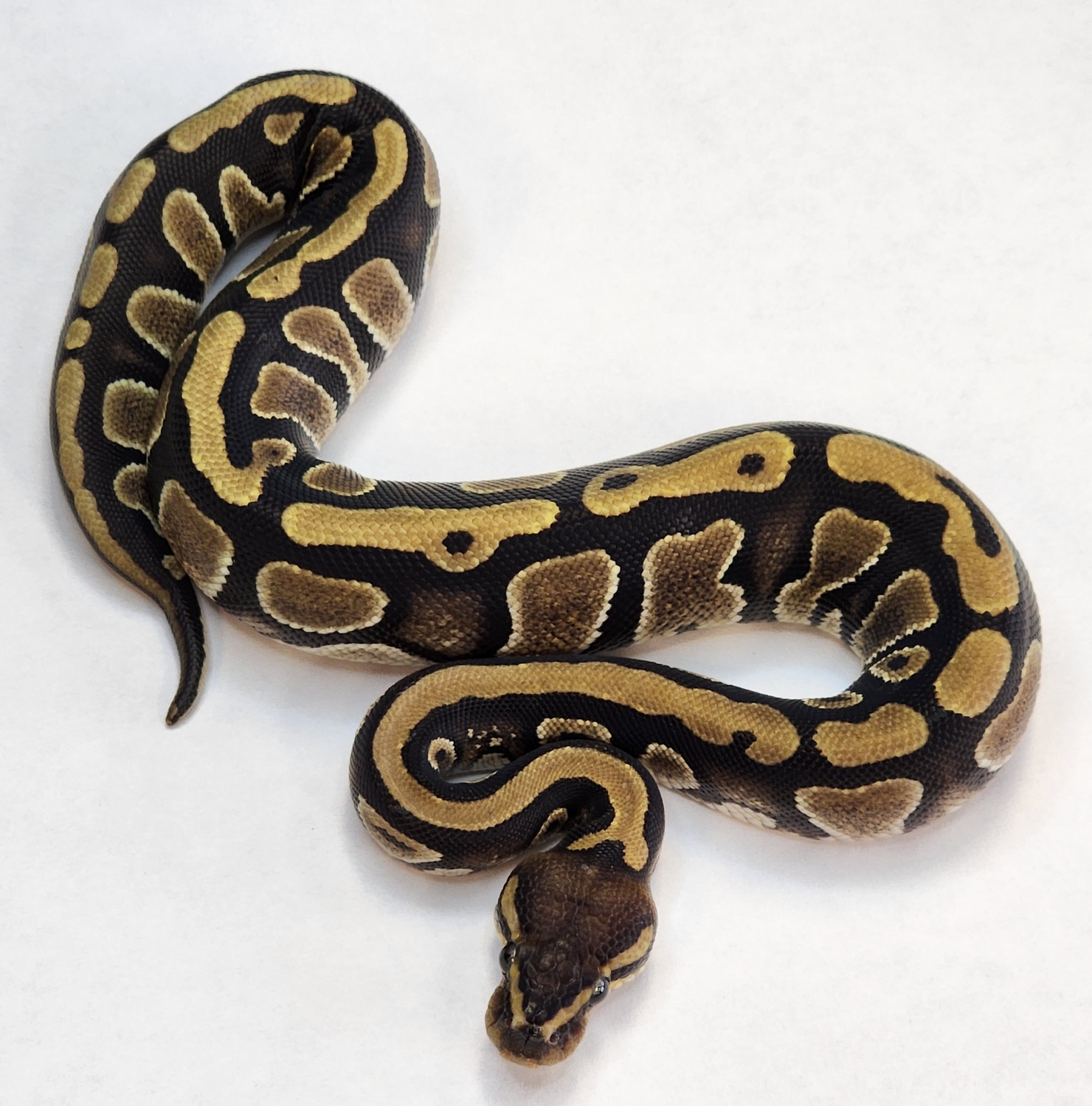 Bongo Ball Python by Mayo's Morphs - MorphMarket