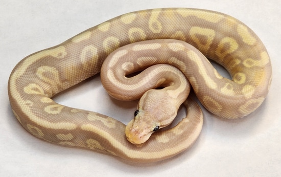 Banana Mojave Ghost Ball Python by Mayo's Morphs