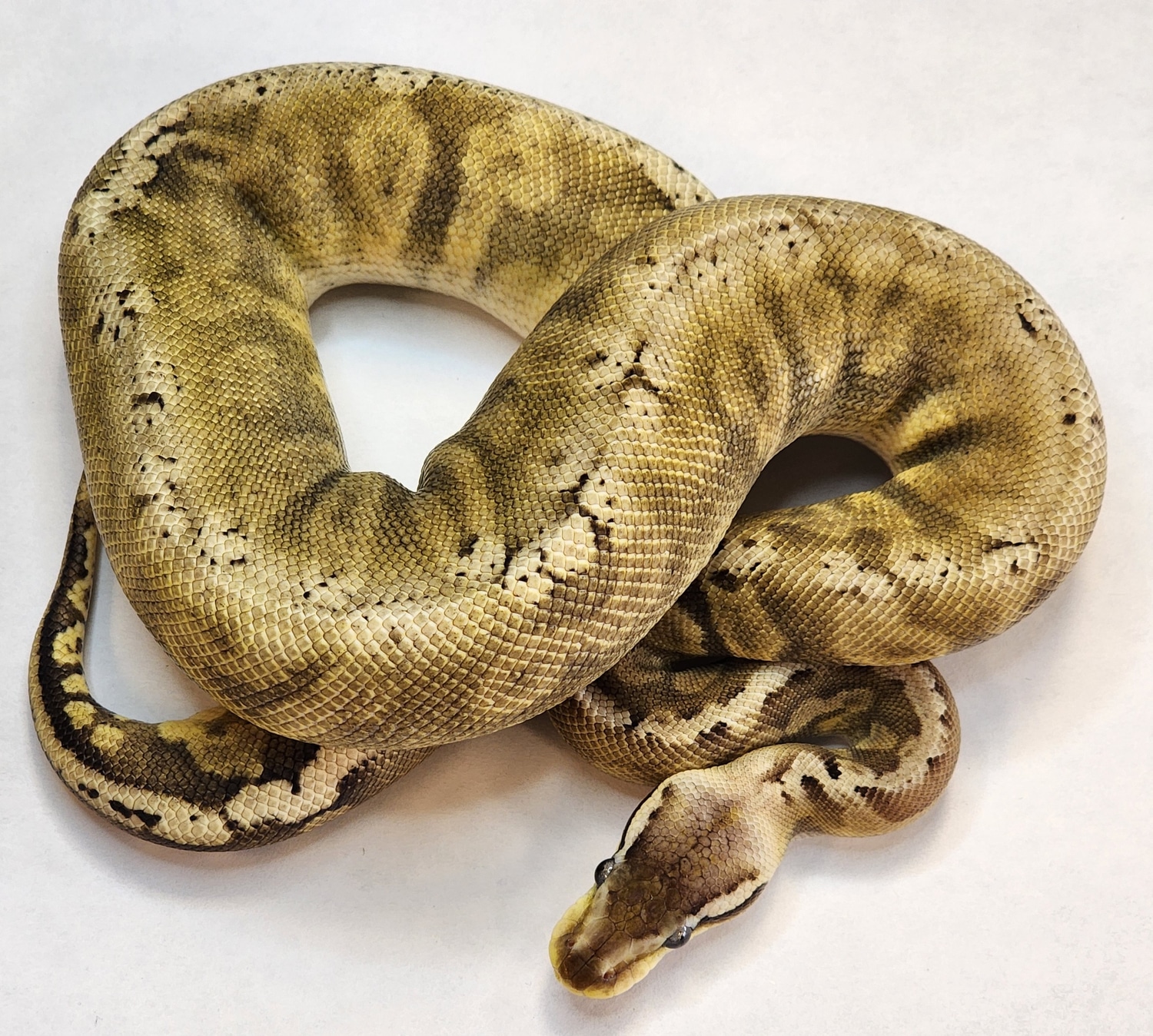 GHI Sterling Het Ghost Ball Python by Mayo's Morphs - MorphMarket