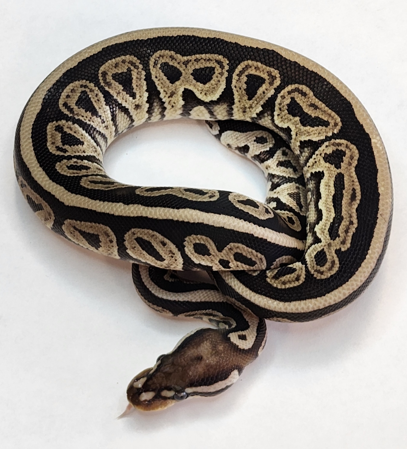 Black Pastel Het Red Axanthic Ball Python by Mayo's Morphs - MorphMarket