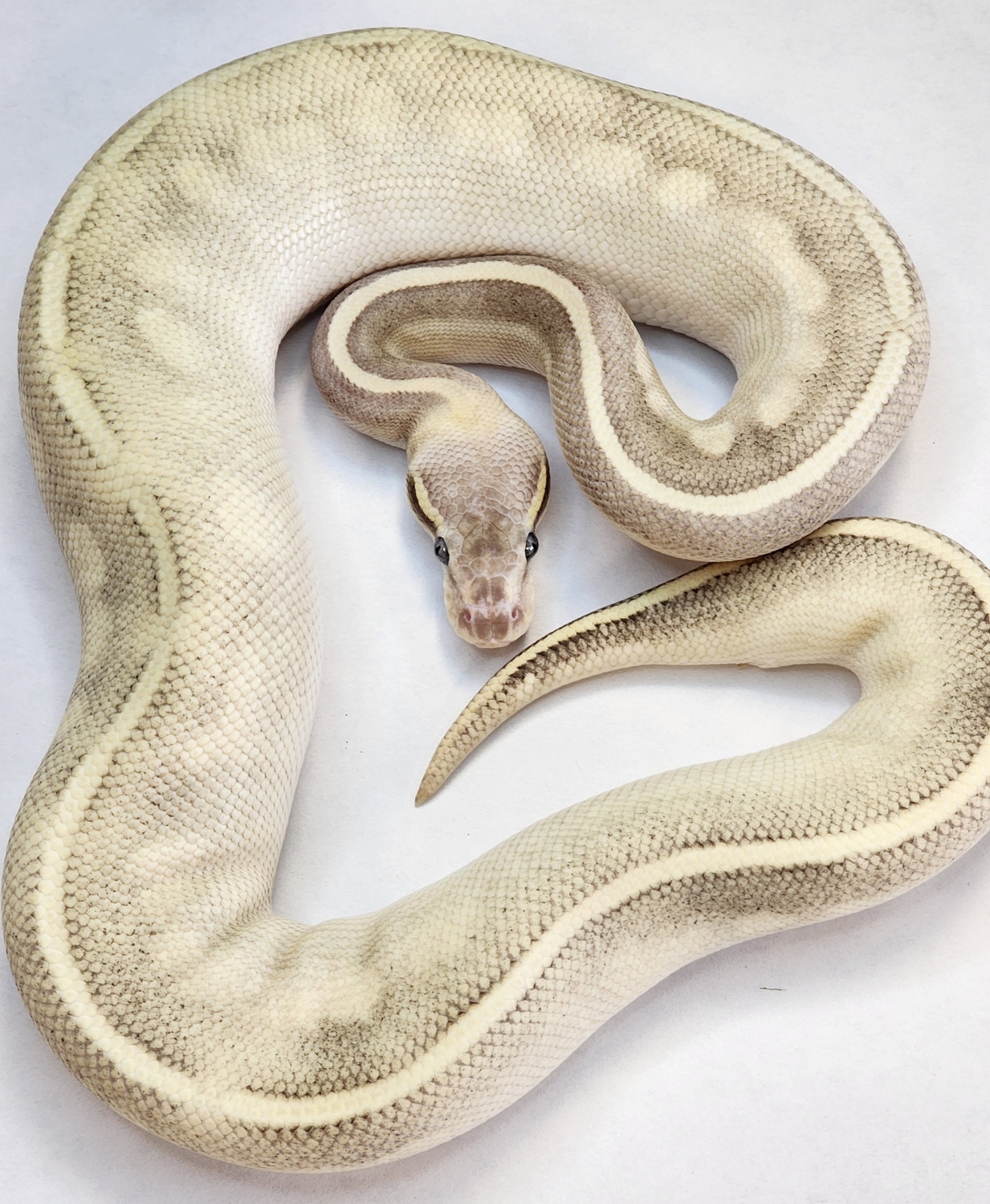 Pastel Mystic Potion Ball Python by Mayo's Morphs - MorphMarket