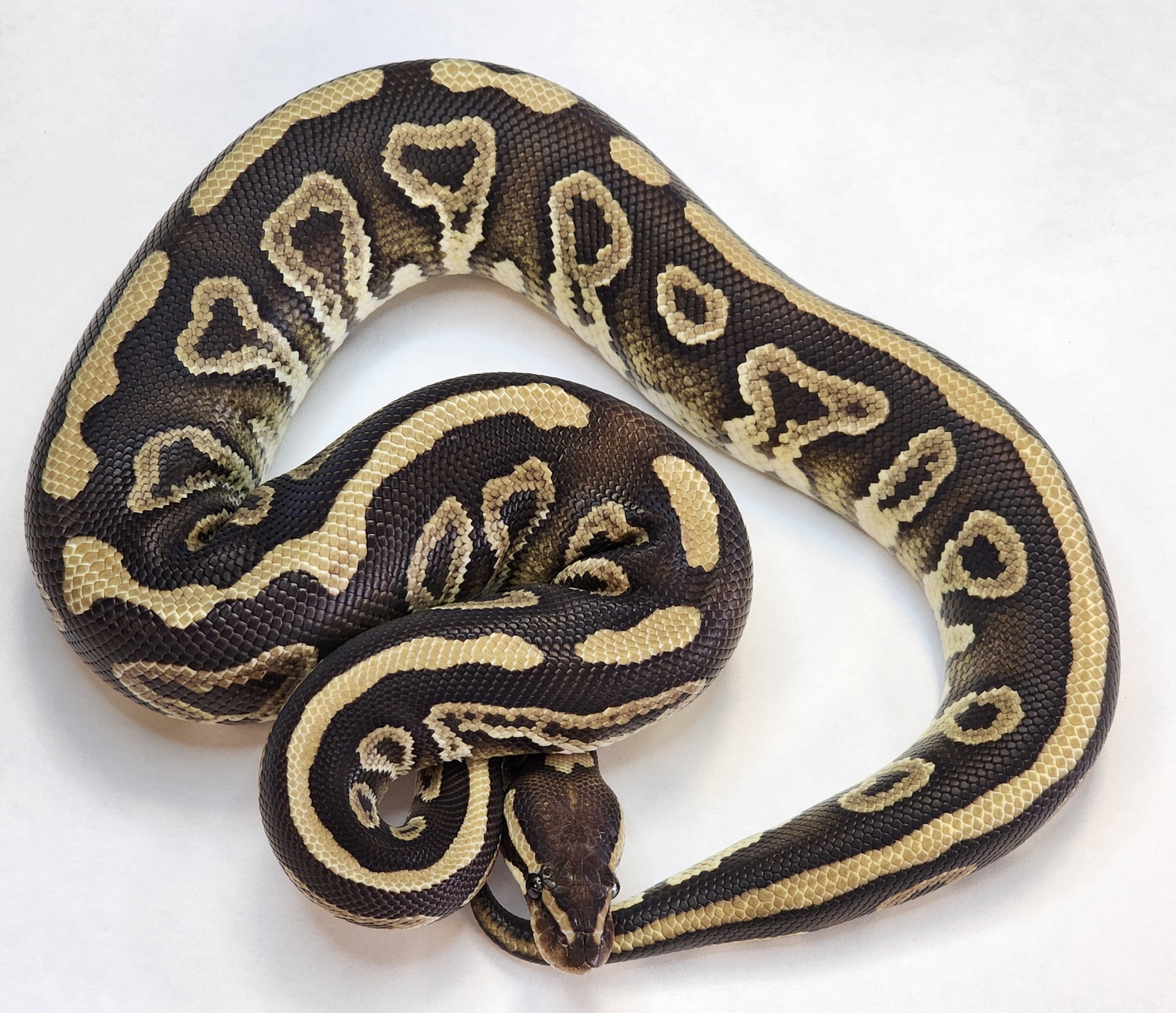 Sable Mojave Ball Python by Mayo's Morphs - MorphMarket