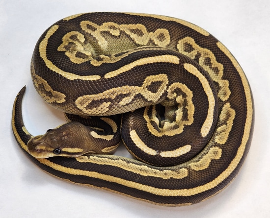 Black Magic Ball Python by Mayo's Morphs