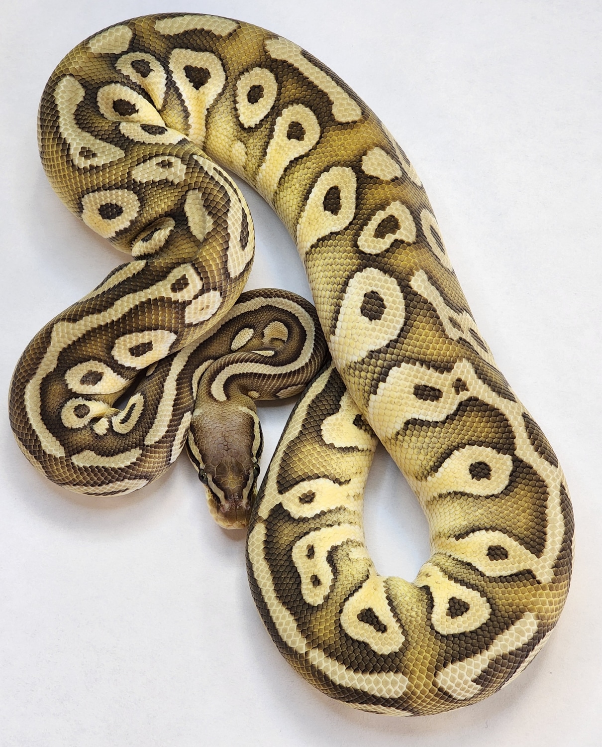 Super Pastel Mojave Ball Python by Mayo's Morphs - MorphMarket