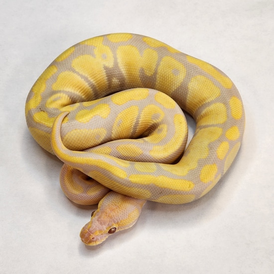 Candino Het Pied Ball Python by Mayo's Morphs
