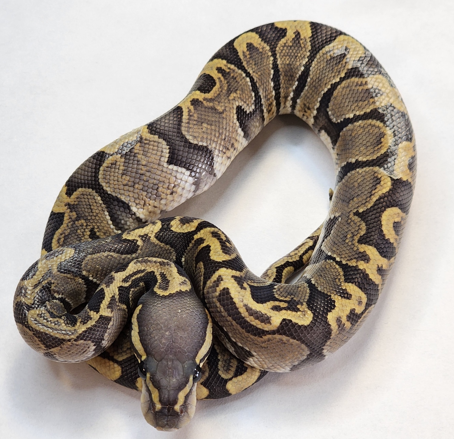 GHI Ghost Ball Python by Mayo's Morphs - MorphMarket