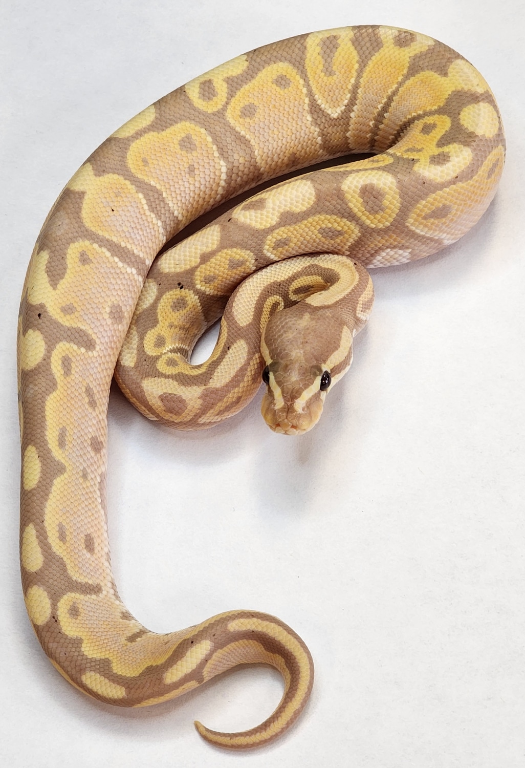 Banana Het Pied Ball Python by Mayo's Morphs - MorphMarket