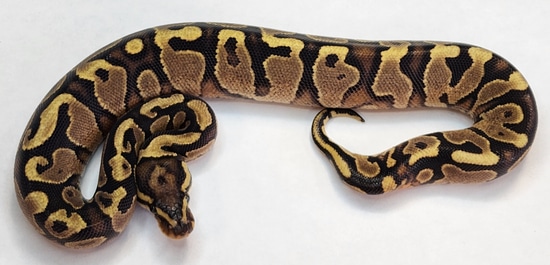 Yellowbelly Vanilla Ball Python by Mayo's Morphs