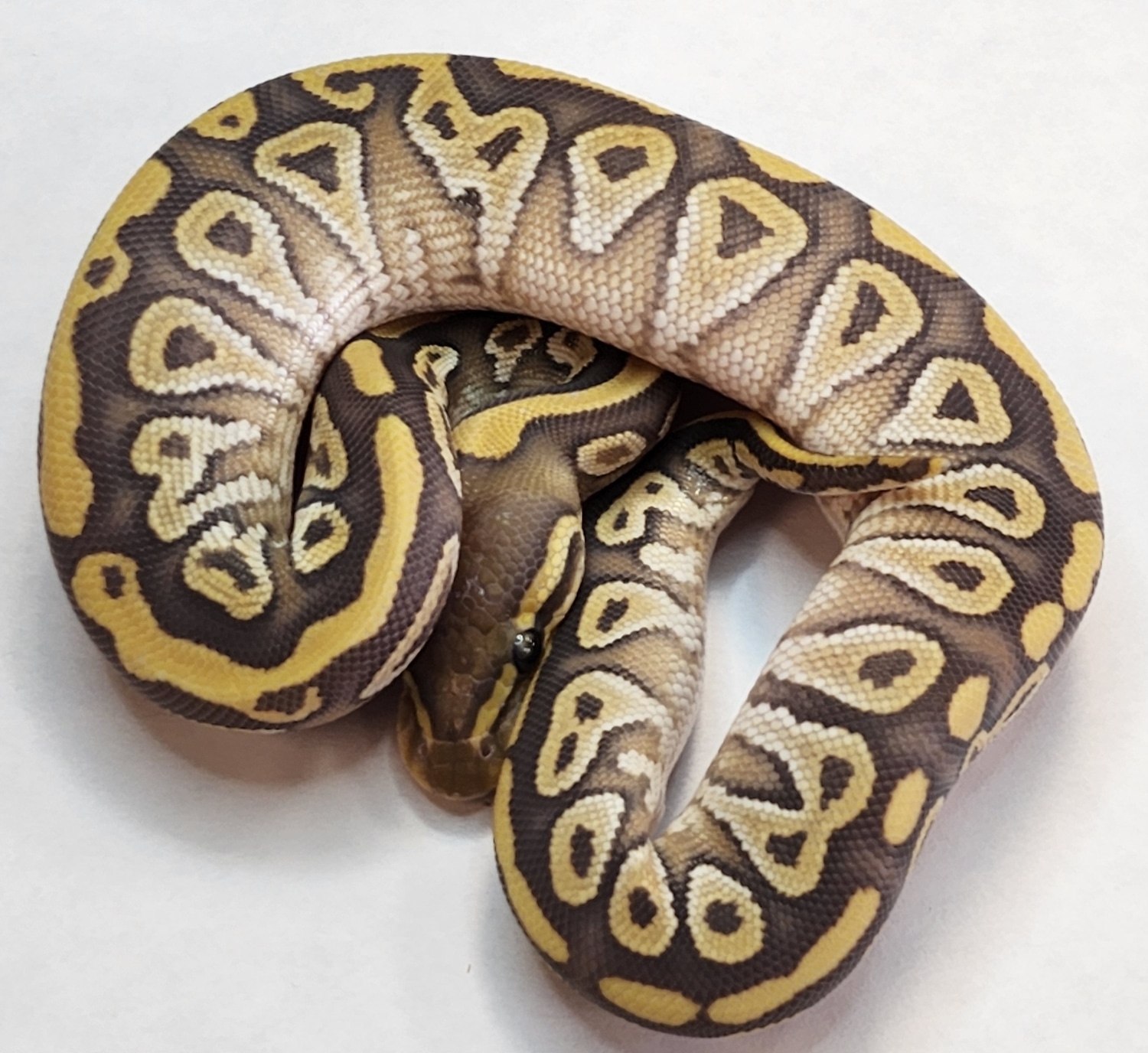 Mojave Ghost Ball Python by Mayo's Morphs - MorphMarket