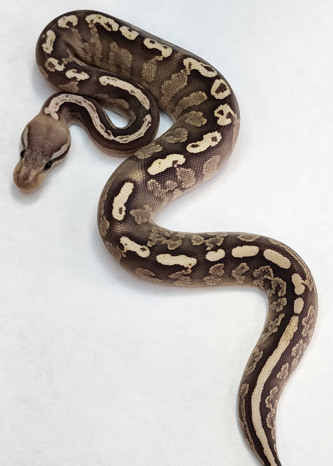 Ghi Pastave Het Ghost Ball Python by Mayo's Morphs - MorphMarket