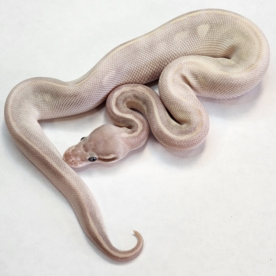 Purple Passion Ball Python by Mayo's Morphs