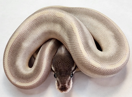 Mystic Potion Ball Python by Mayo's Morphs