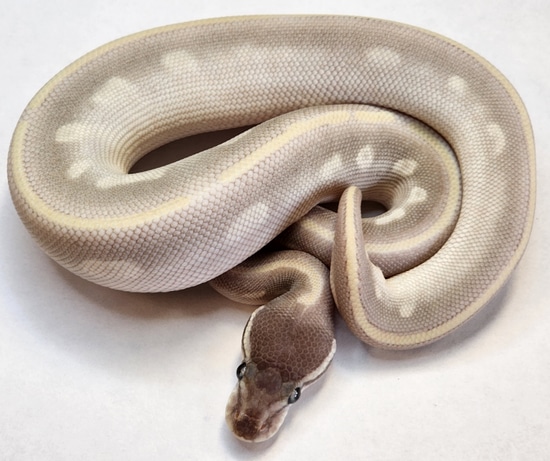Mystic Potion Ball Python by Mayo's Morphs