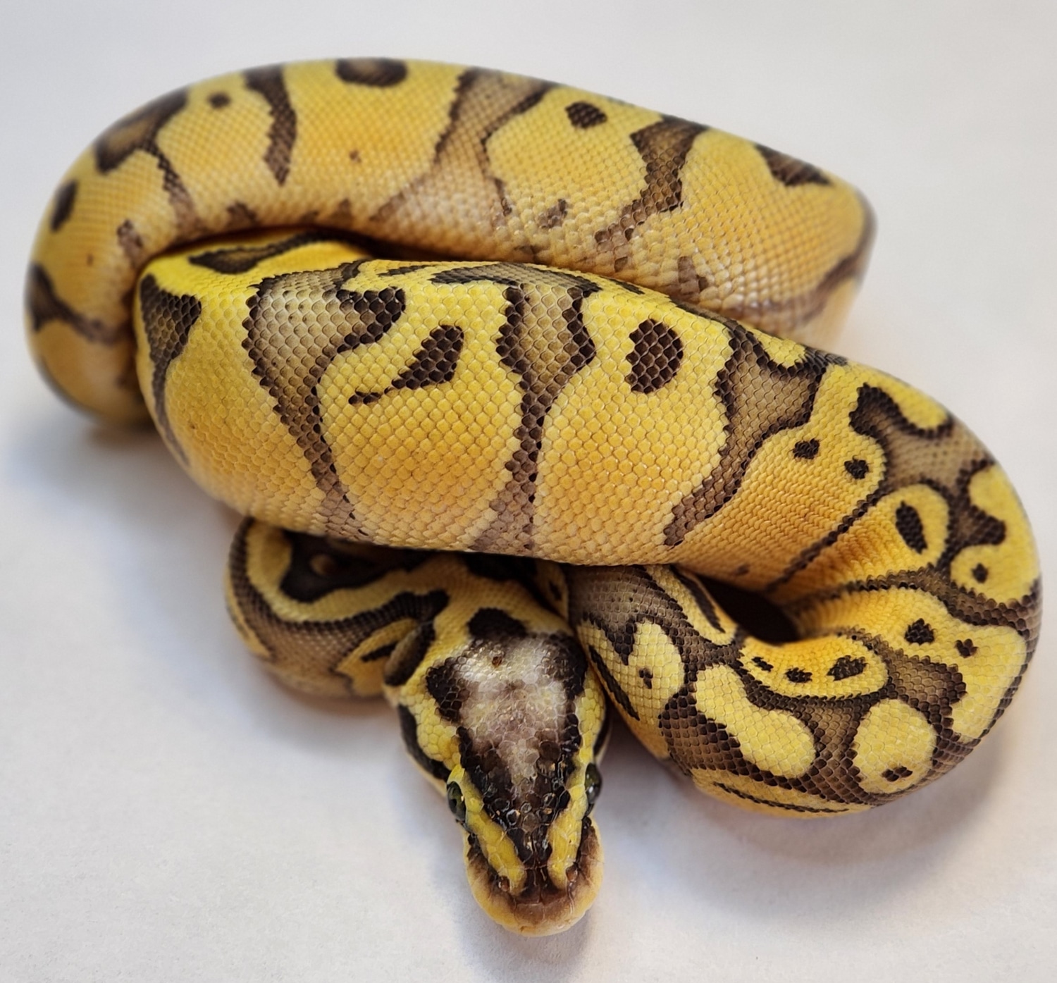 Super Pastel Enchi Redstripe Ball Python by Mayo's Morphs - MorphMarket