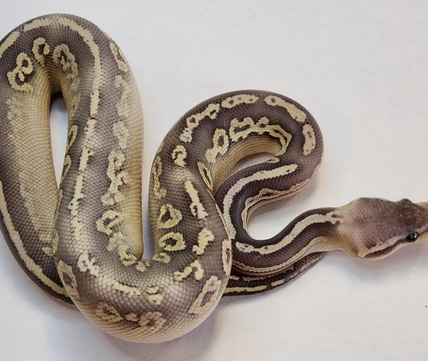 Mayo's Morphs - MorphMarket