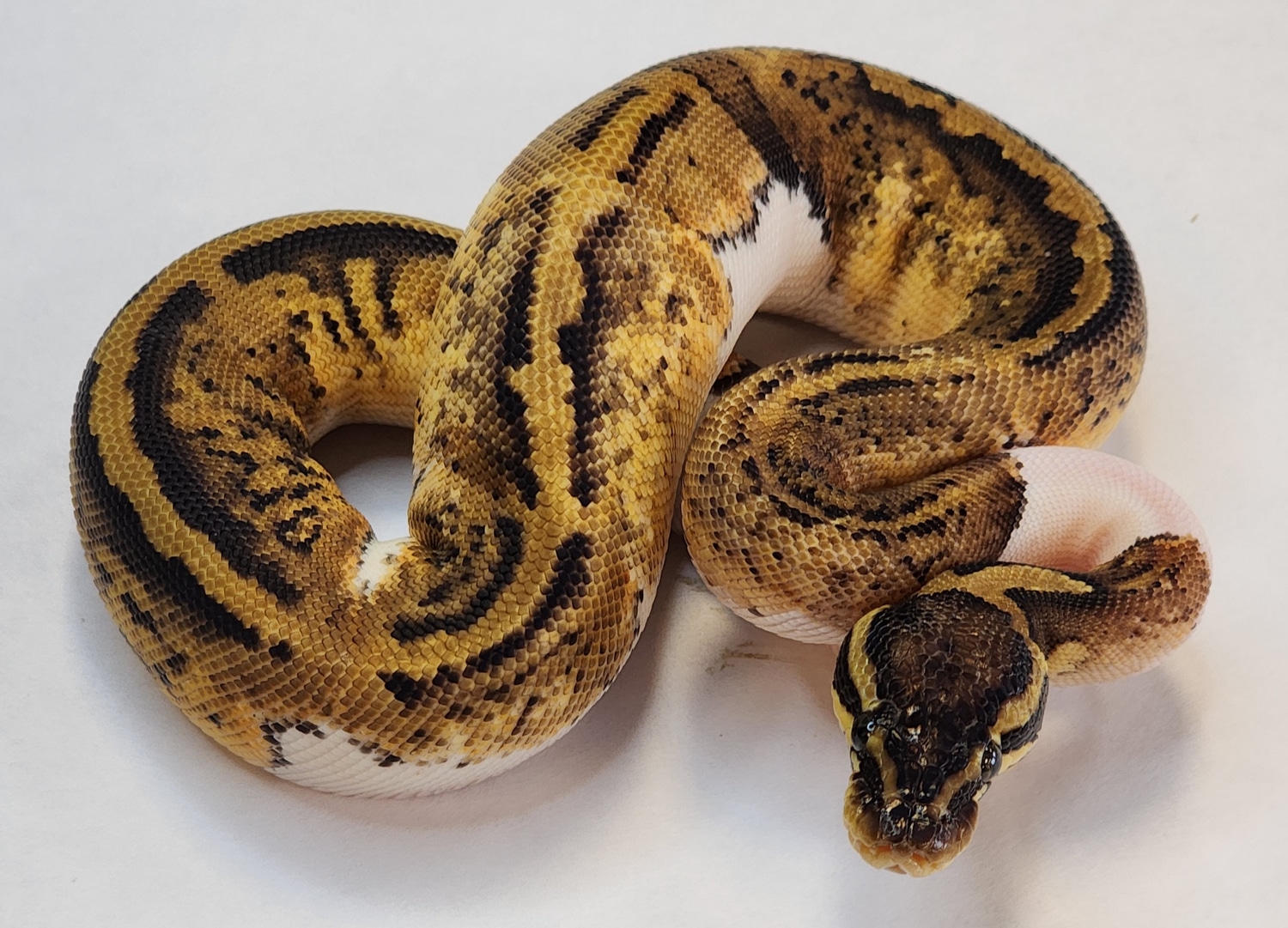 Pastel Pied Ball Python by Mayo's Morphs - MorphMarket