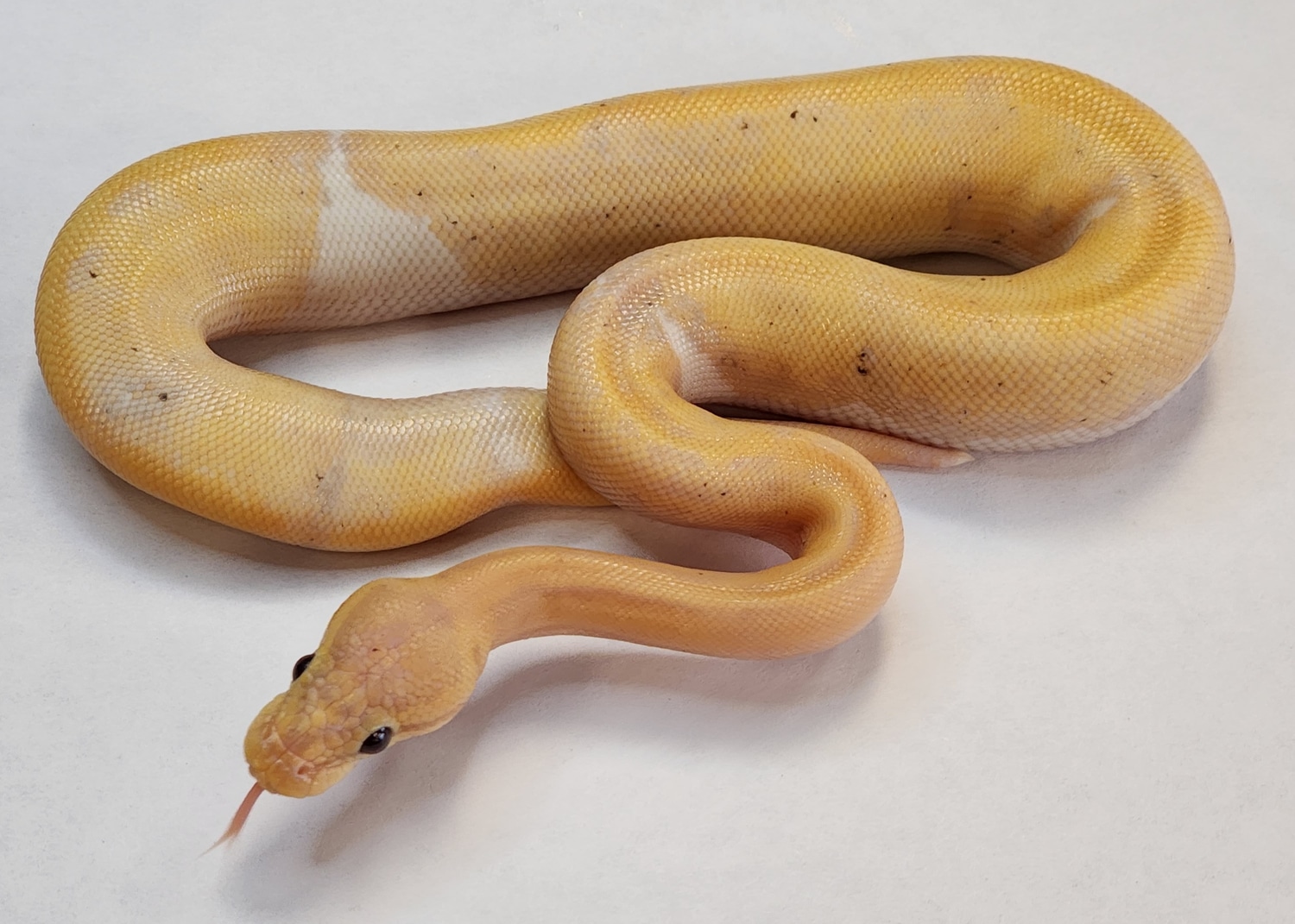 Banana Pinstripe Pied Ball Python by Mayo's Morphs - MorphMarket