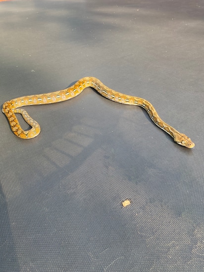 1.1 F2 Pure Mindanao Philippine Reticulated Python by MayRay Exotics