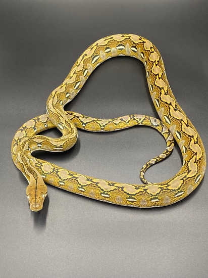 1.0 F2 2024 Mindanao Philippine Reticulated Python by MayRay Exotics