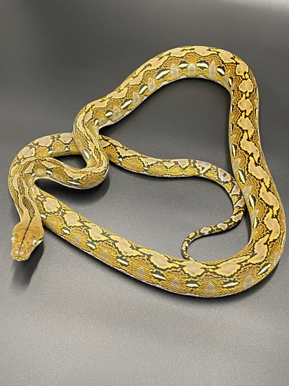 1.0 F2 Mindanao Philippine Reticulated Python by MayRay Exotics