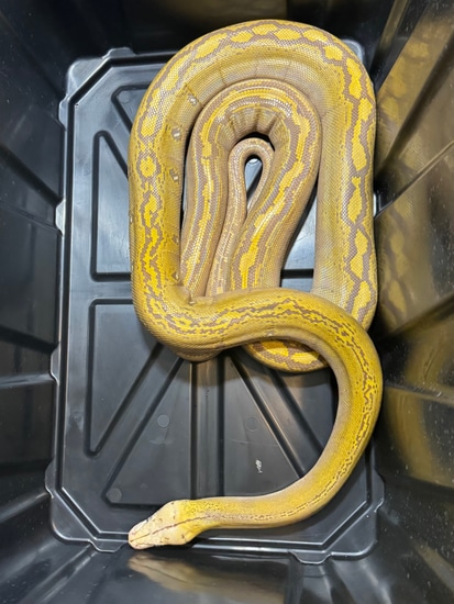 2018 62.5% Kalaotoa Orange Glow Goldenchild Reticulated Python by ...