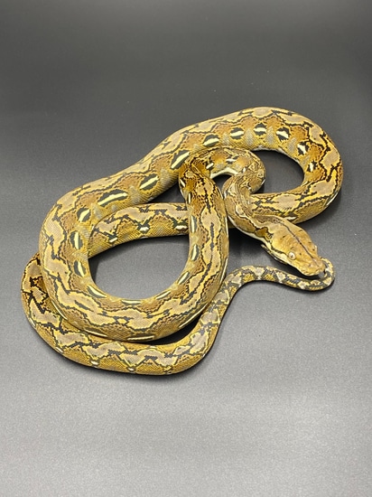 1.1 Mindanao Philippine Reticulated Python by MayRay Exotics