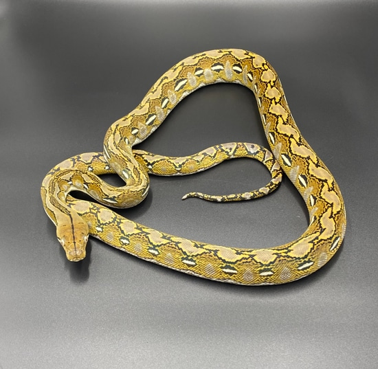 1.1 F2 Mindanao Philippine Reticulated Python by MayRay Exotics