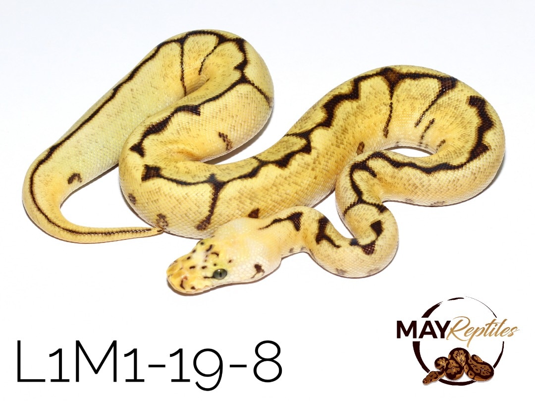 Pastel Spider Clown Ball Python by MAY Reptiles - MorphMarket