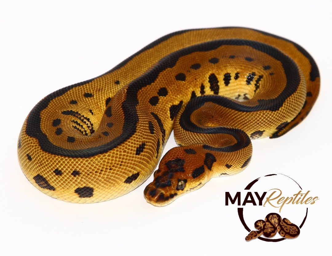Leopard Clown Ball Python by MAY Reptiles - MorphMarket