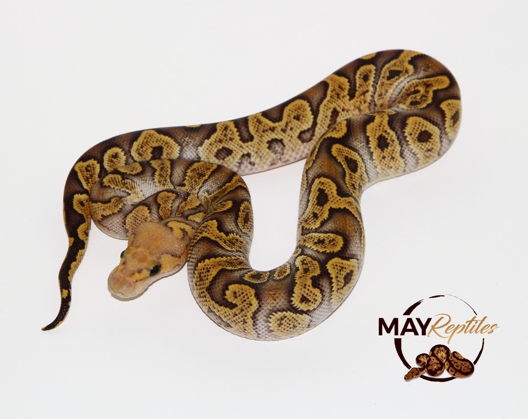 GHI Fire Clown Ball Python by MAY Reptiles - MorphMarket