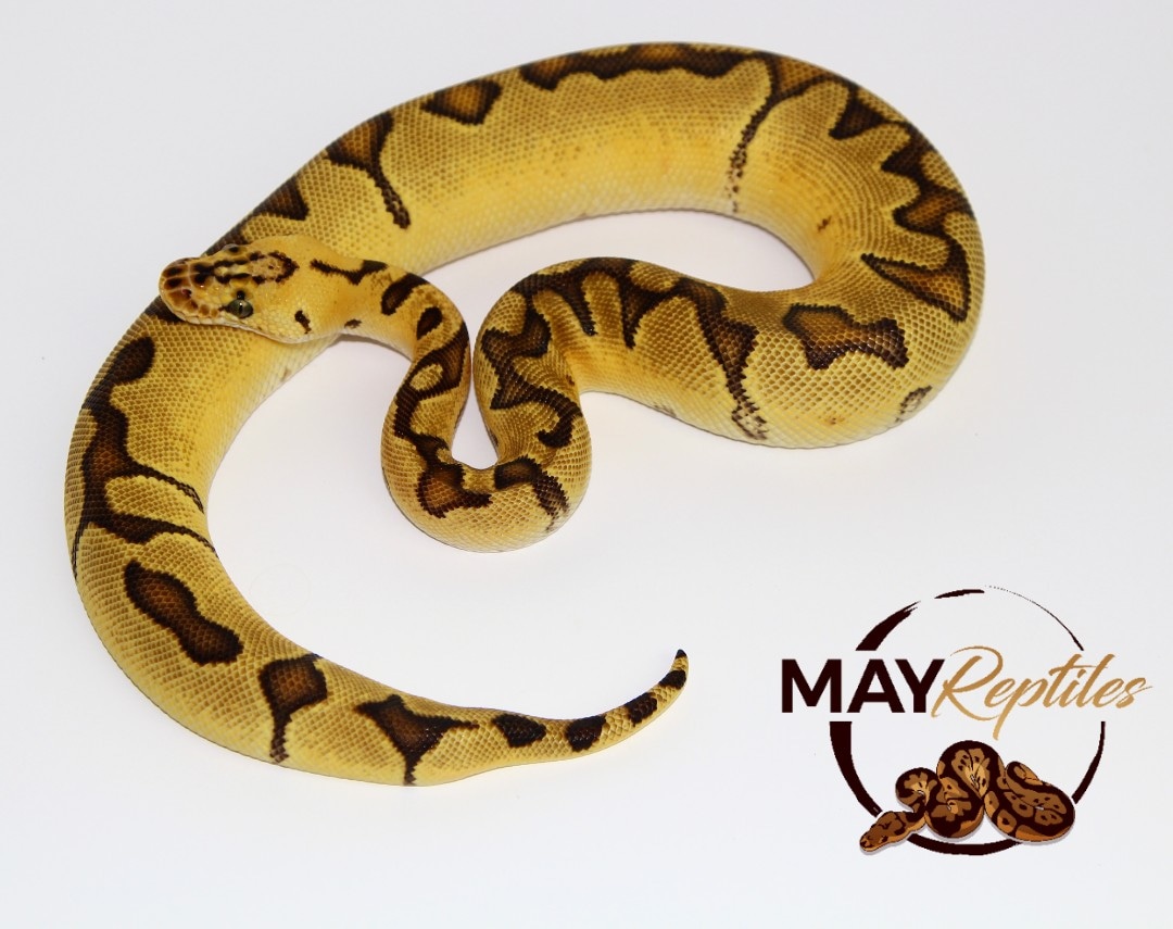 Pastel Enchi Clown Ball Python by MAY Reptiles - MorphMarket