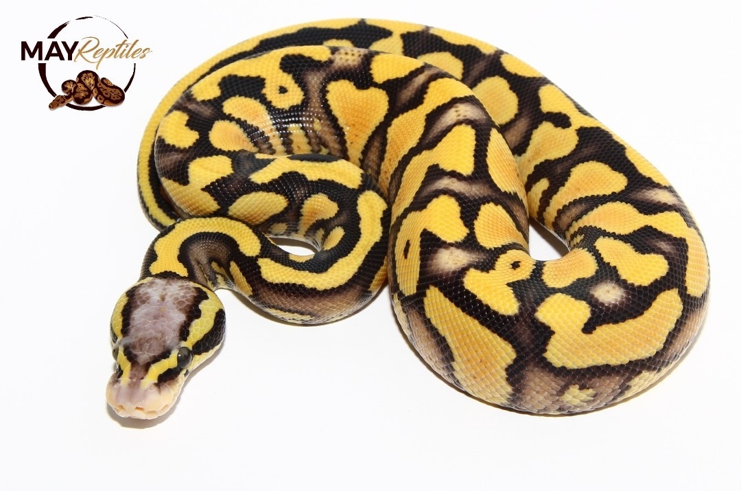 Pastel Yellowbelly Desert Ghost 50% Het Clown Ball Python by MAY ...