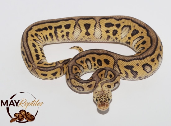 Super Pastel Leopard Clown Ball Python by MAY Reptiles