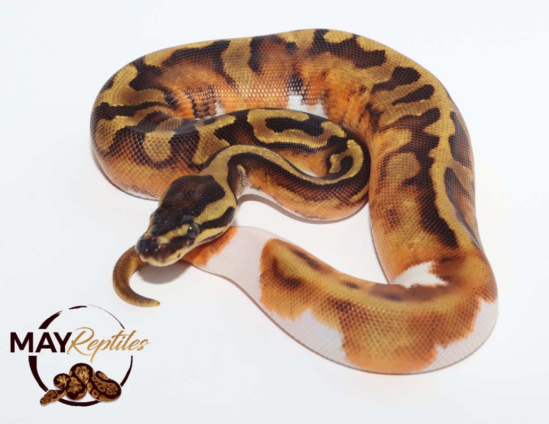 Enchi Piebald Ball Python by MAY Reptiles - MorphMarket