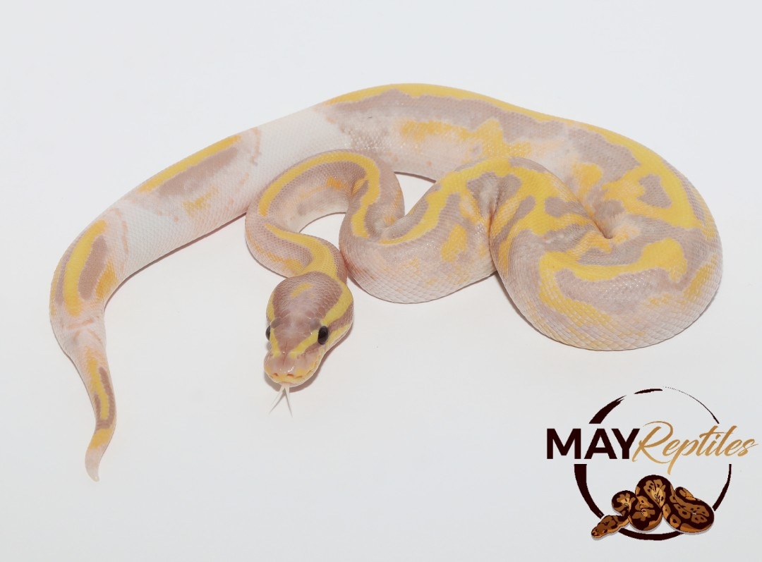 Banana Piebald Ball Python by MAY Reptiles - MorphMarket