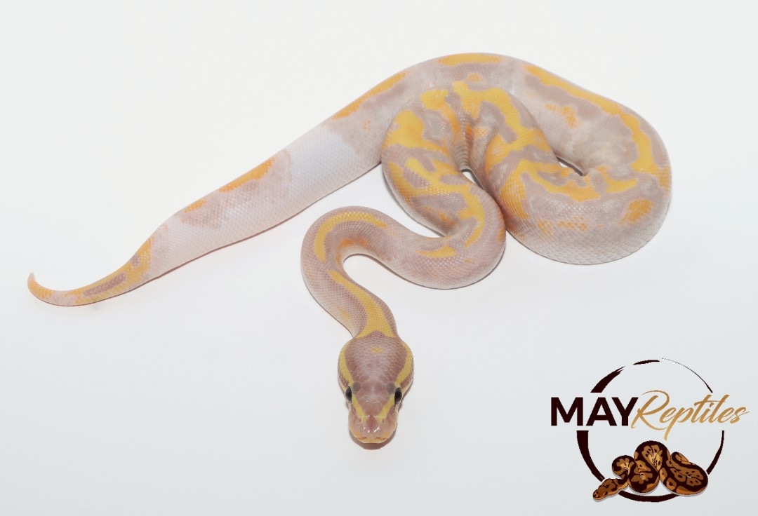 Banana Piebald Ball Python by MAY Reptiles - MorphMarket